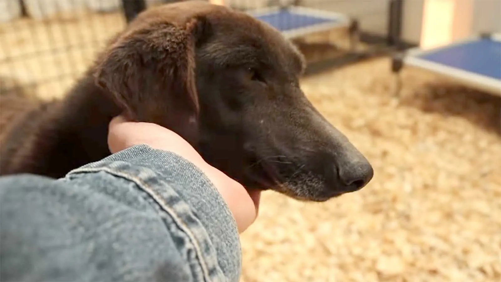 Wyoming’s Kindness Ranch Rescues 10 West Bank War Refugee Dogs | Cowboy ...