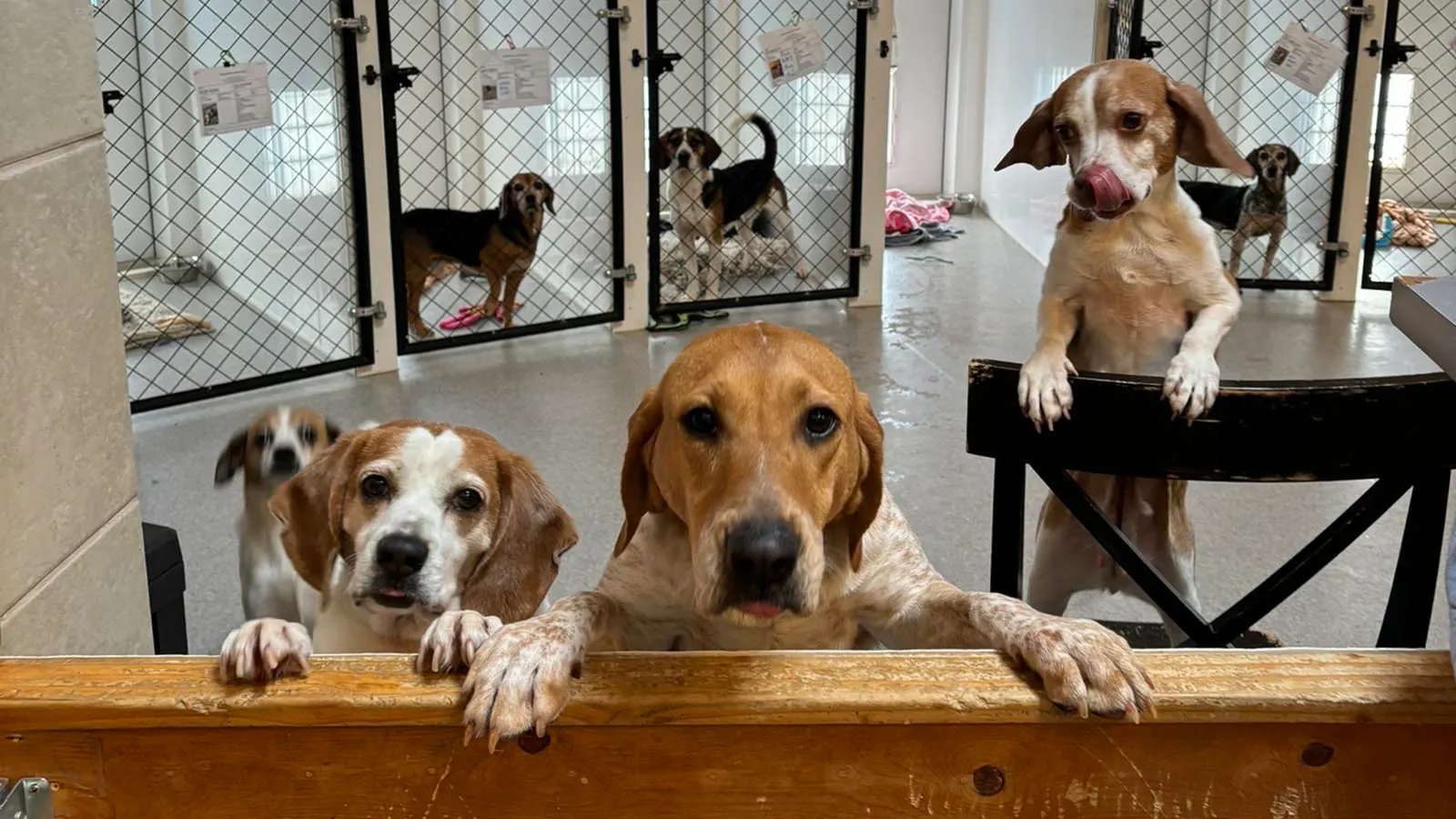 Wyoming Rescue Ranch Cheers Shutdown Of Notorious Beagle Test Lab, New ...