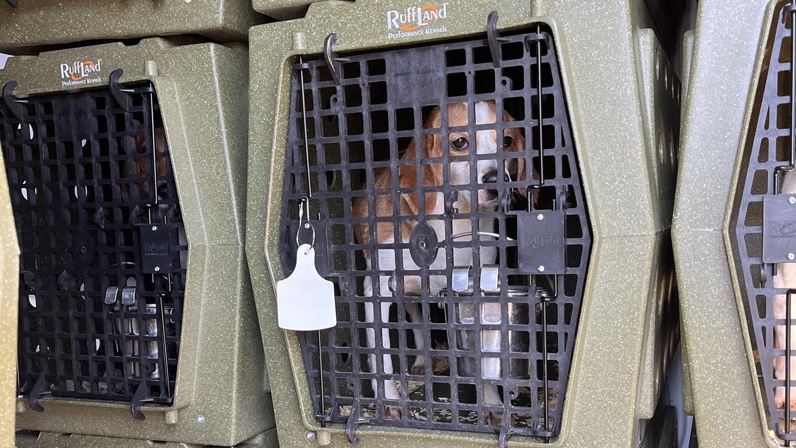 Wyoming Rescue Ranch Cheers Shutdown Of Notorious Beagle Test Lab, New ...