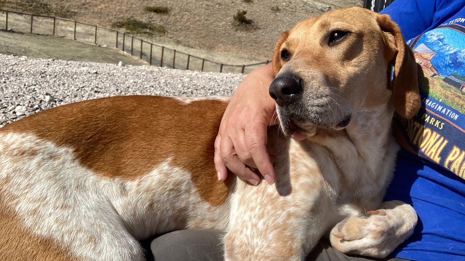 Wyoming Rescue Ranch Cheers Shutdown Of Notorious Beagle Test Lab, New ...