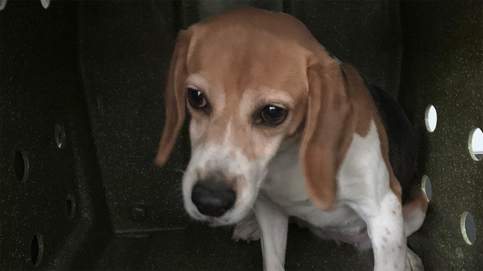 Wyoming Rescue Ranch Cheers Shutdown Of Notorious Beagle Test Lab, New ...