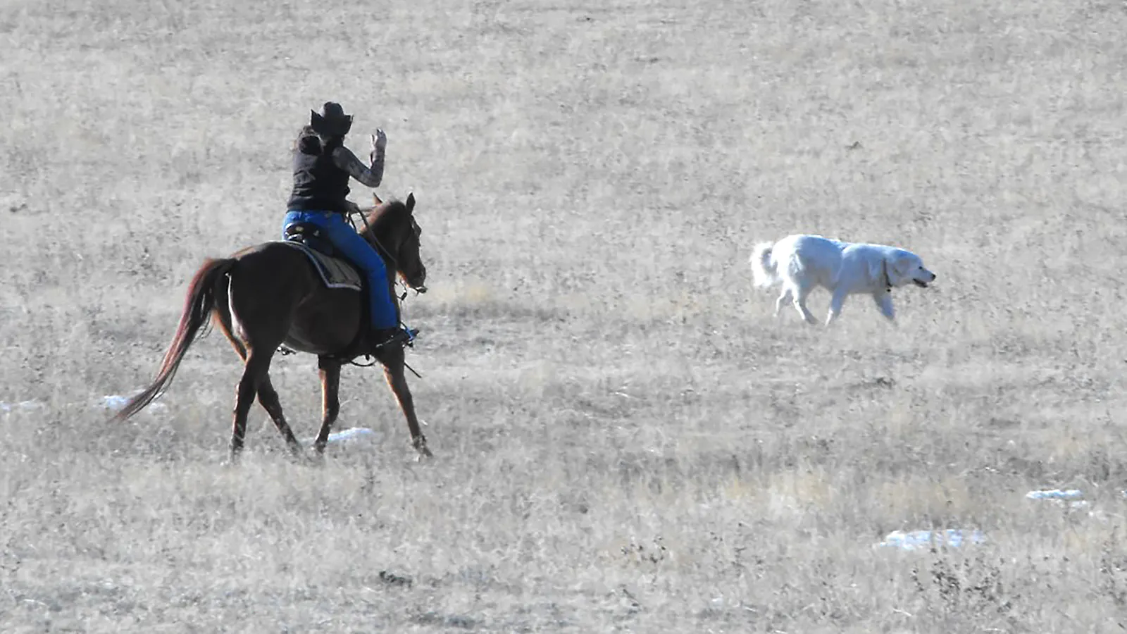 Ranchers Skeptical Range Riders Will Save Colorado Livestock From ...