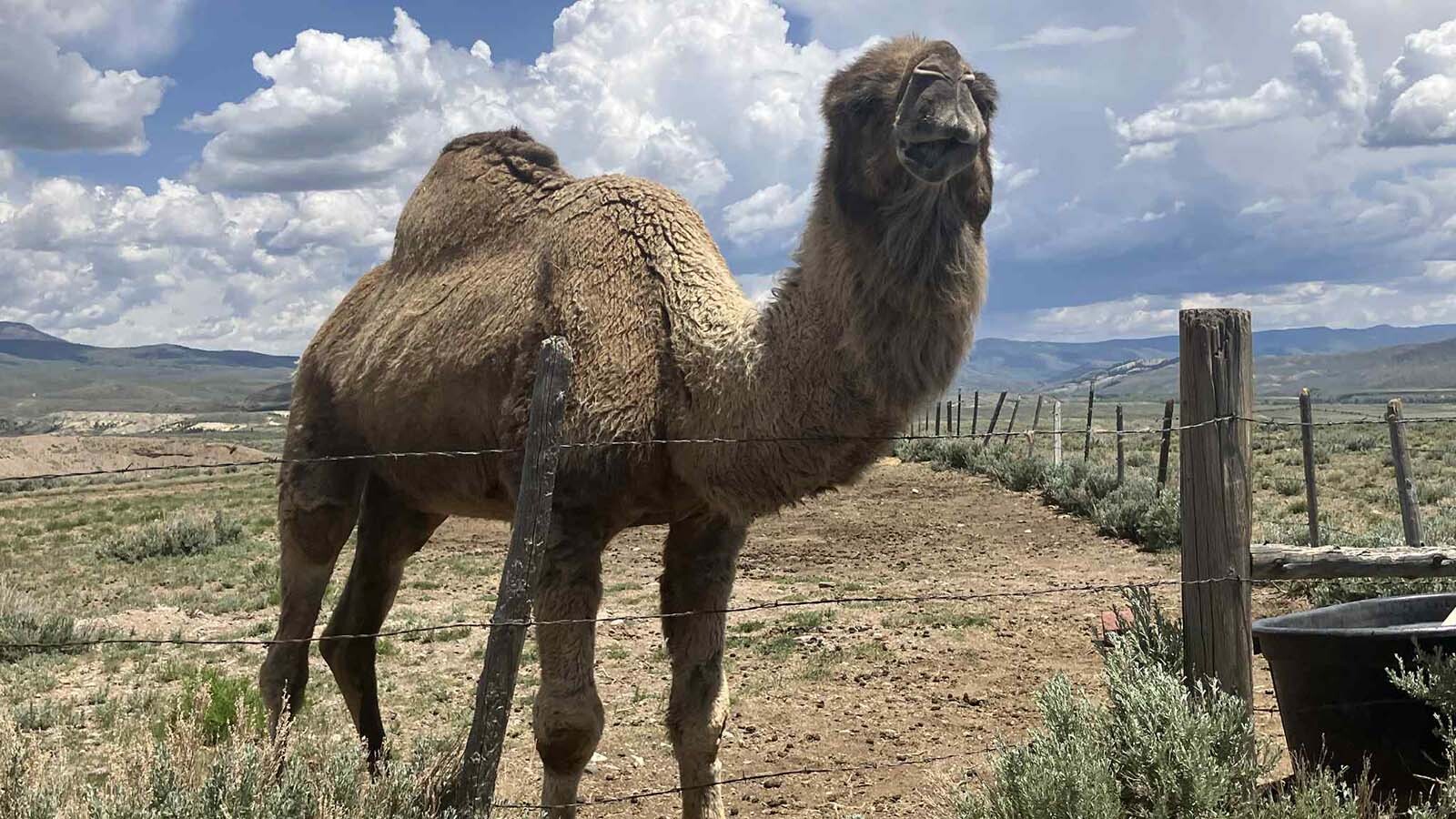 Colorado’s Famous Larry The Camel Hit And Killed By Lightning | Cowboy ...