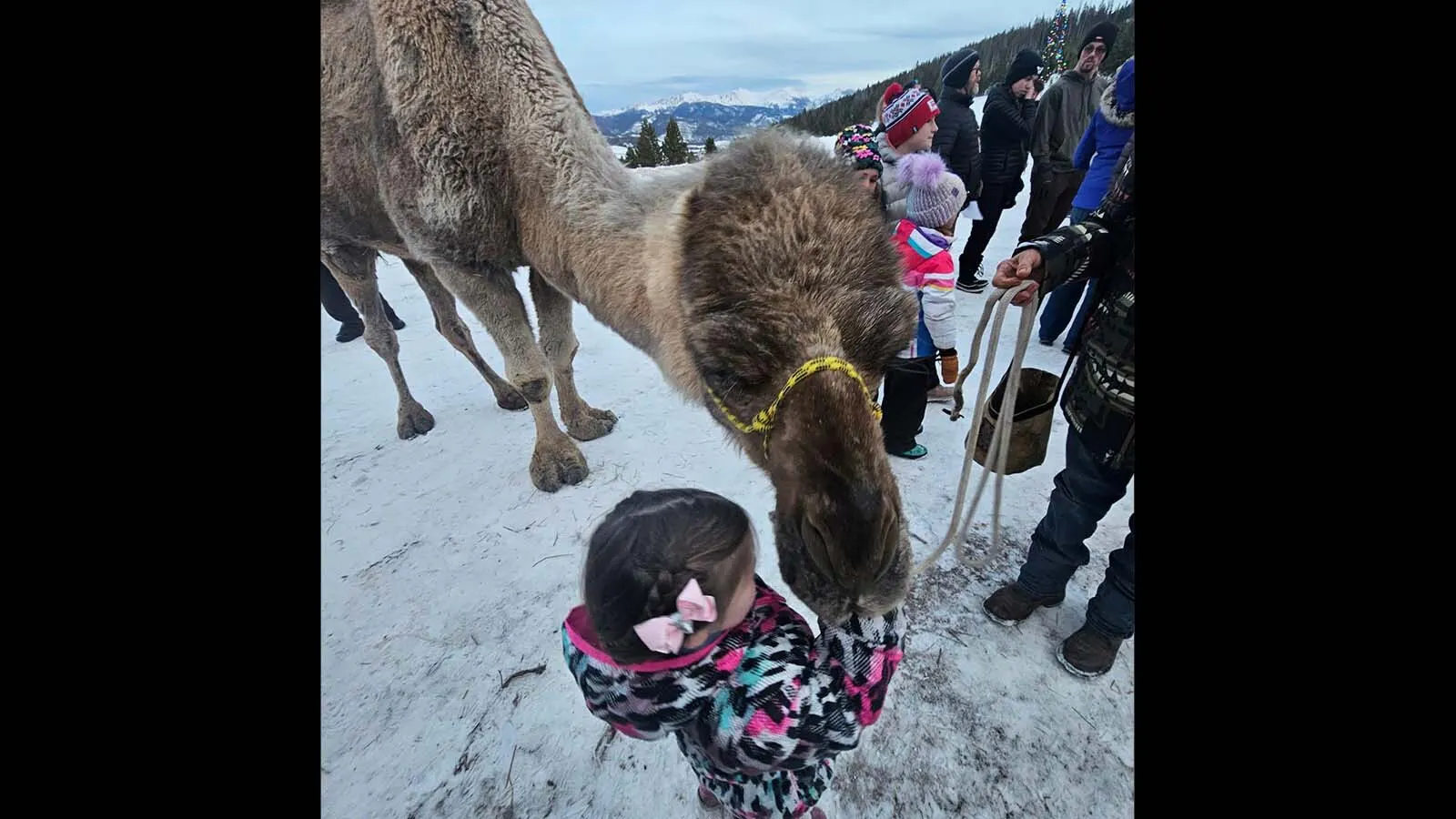 Colorado’s Famous Larry The Camel Hit And Killed By Lightning | Cowboy ...
