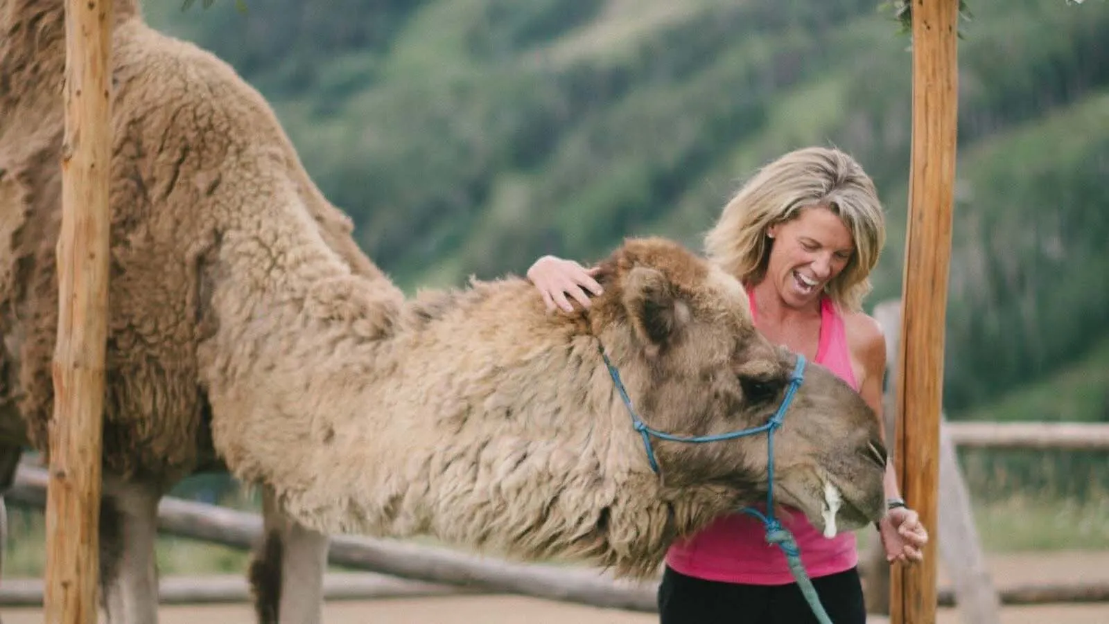 Colorado’s Famous Larry The Camel Hit And Killed By Lightning | Cowboy ...