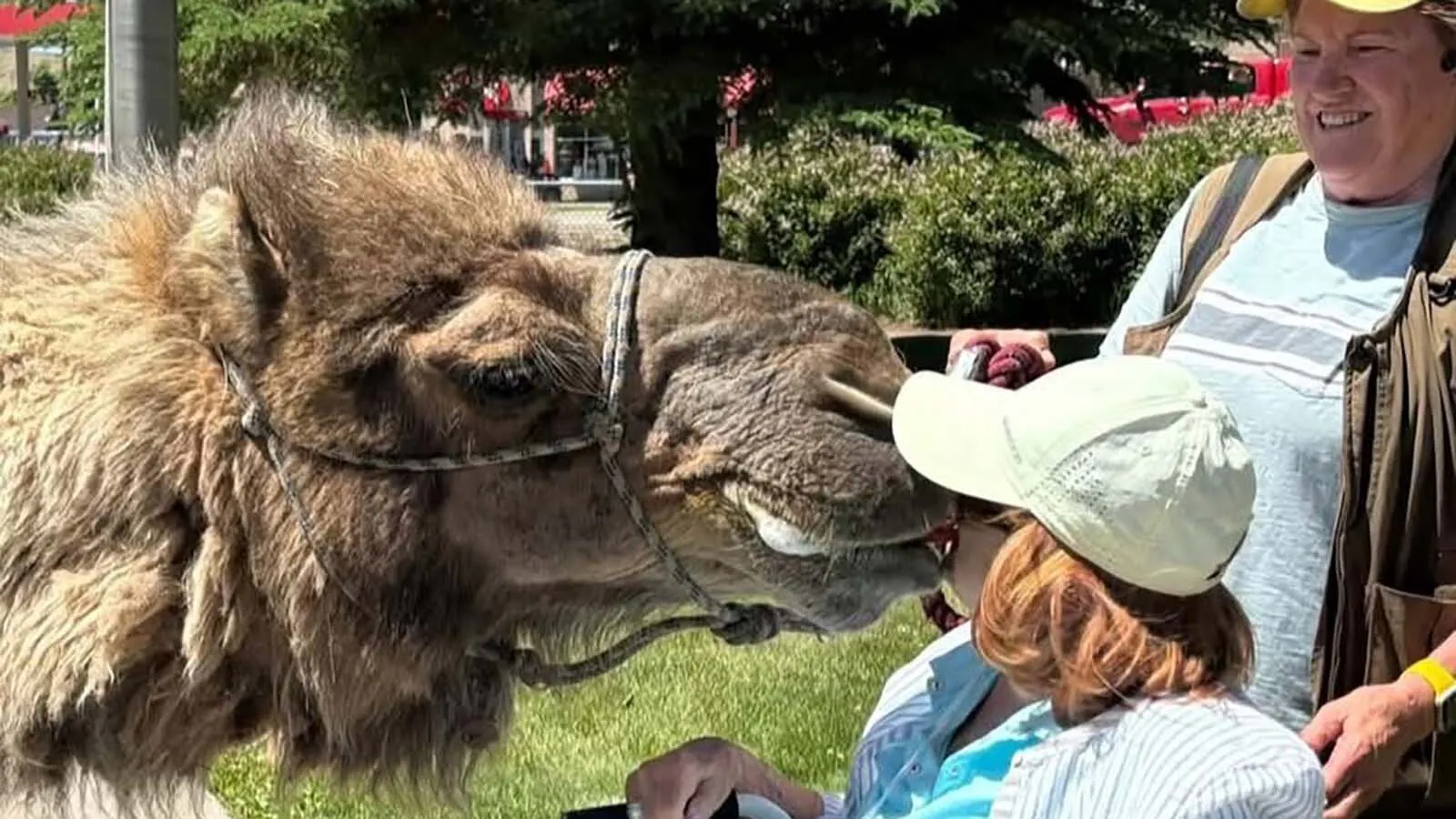 Colorado’s Famous Larry The Camel Hit And Killed By Lightning | Cowboy ...