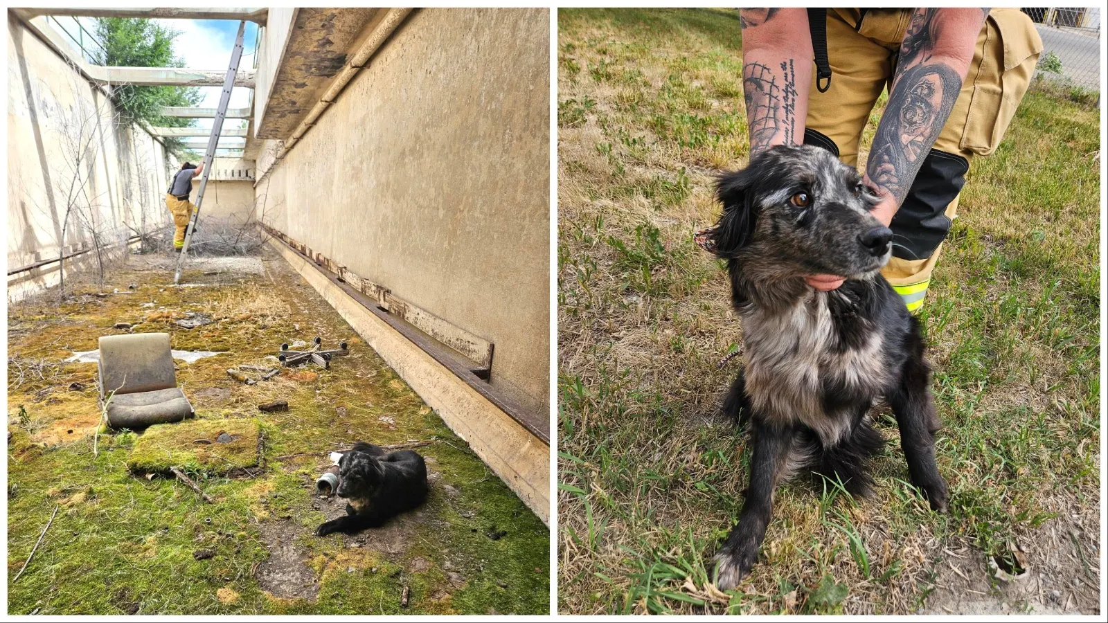 Dog Almost Dies In Abandoned Water Tank Before Worland Firefighters ...