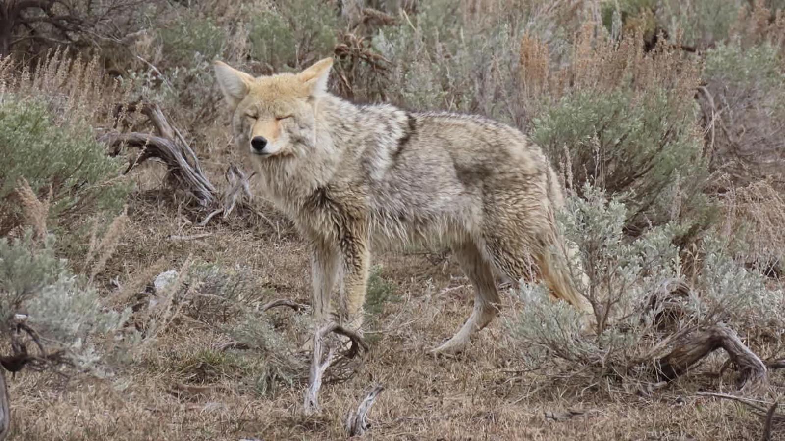 Limpy, Yellowstone’s Infamous Coyote Con Artist, Is At It Again ...