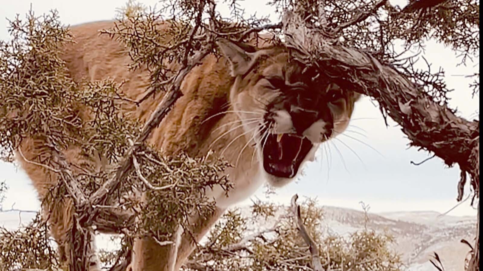 Open Season On Wyoming Mountain Lions Would Be Overkill, Hunters Say ...
