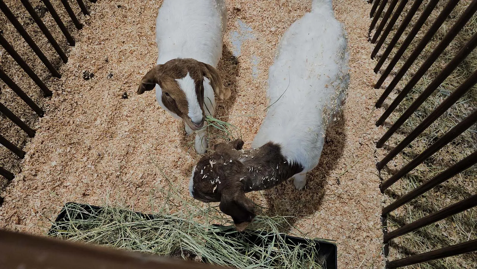 Little Snake River Students Get Hands-On In New $1.7M Livestock Center ...