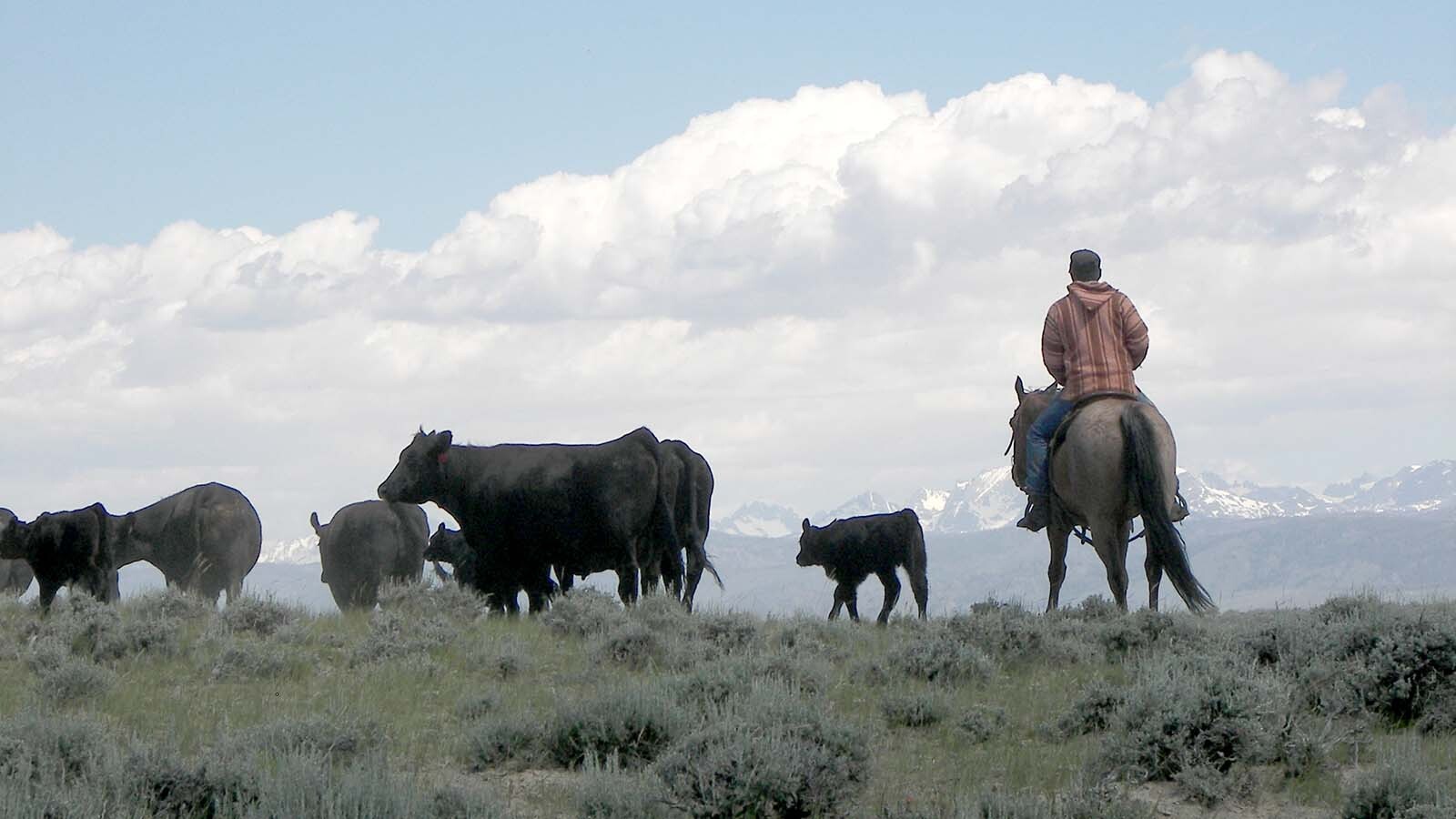 Wyoming Rancher Uses Extreme Weather To Redefine Cattle Genetics, Grow ...