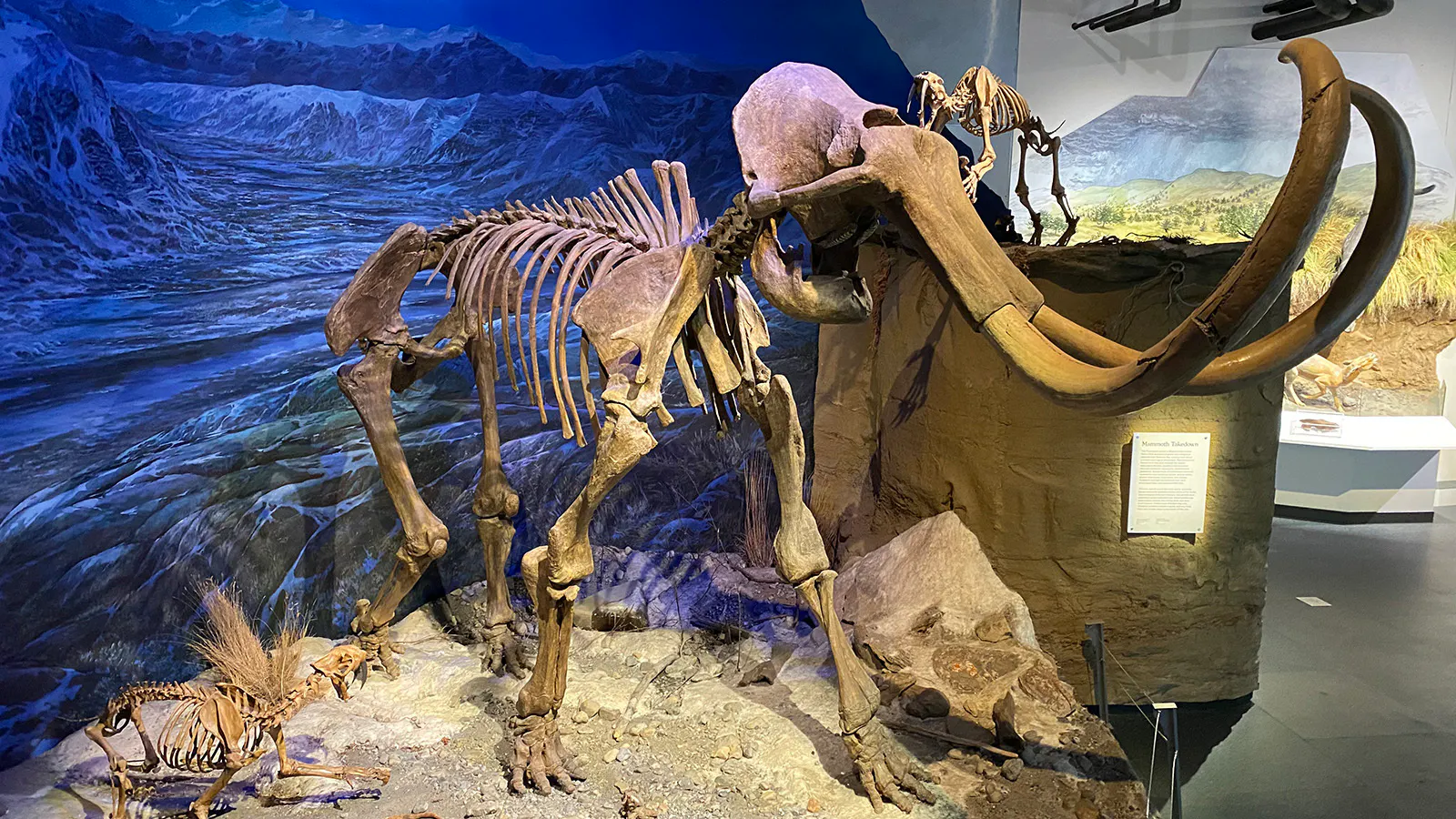 Woolly Mammoths In Yellowstone? Biotech Company Says It Has The ...