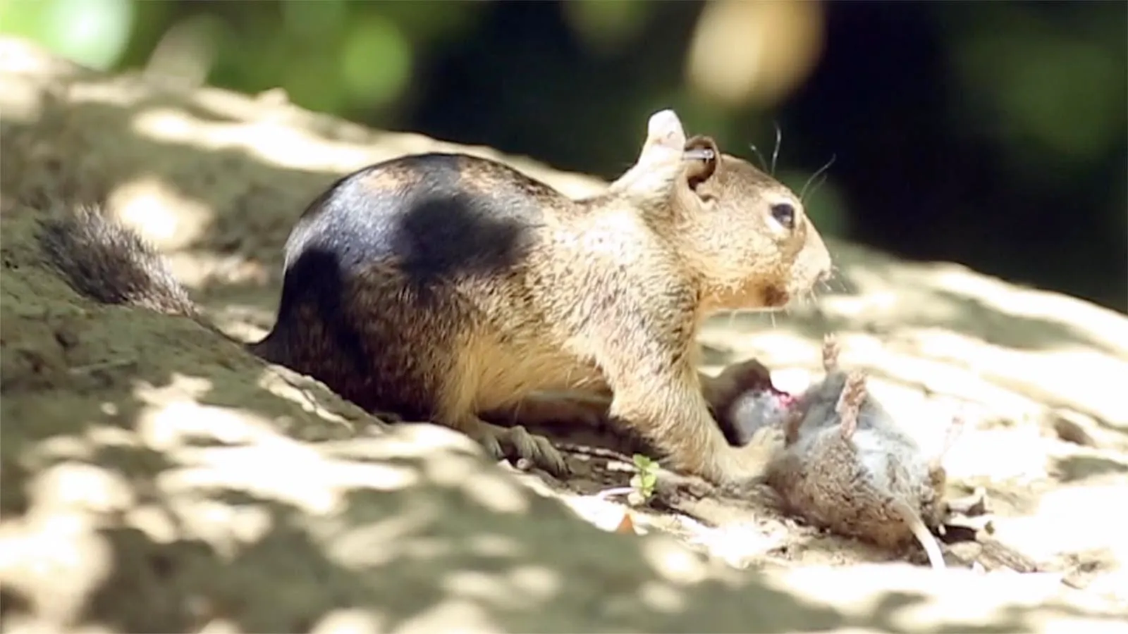 Californians Freak Out Over Meat-Eating Squirrels, But They’ve Always ...