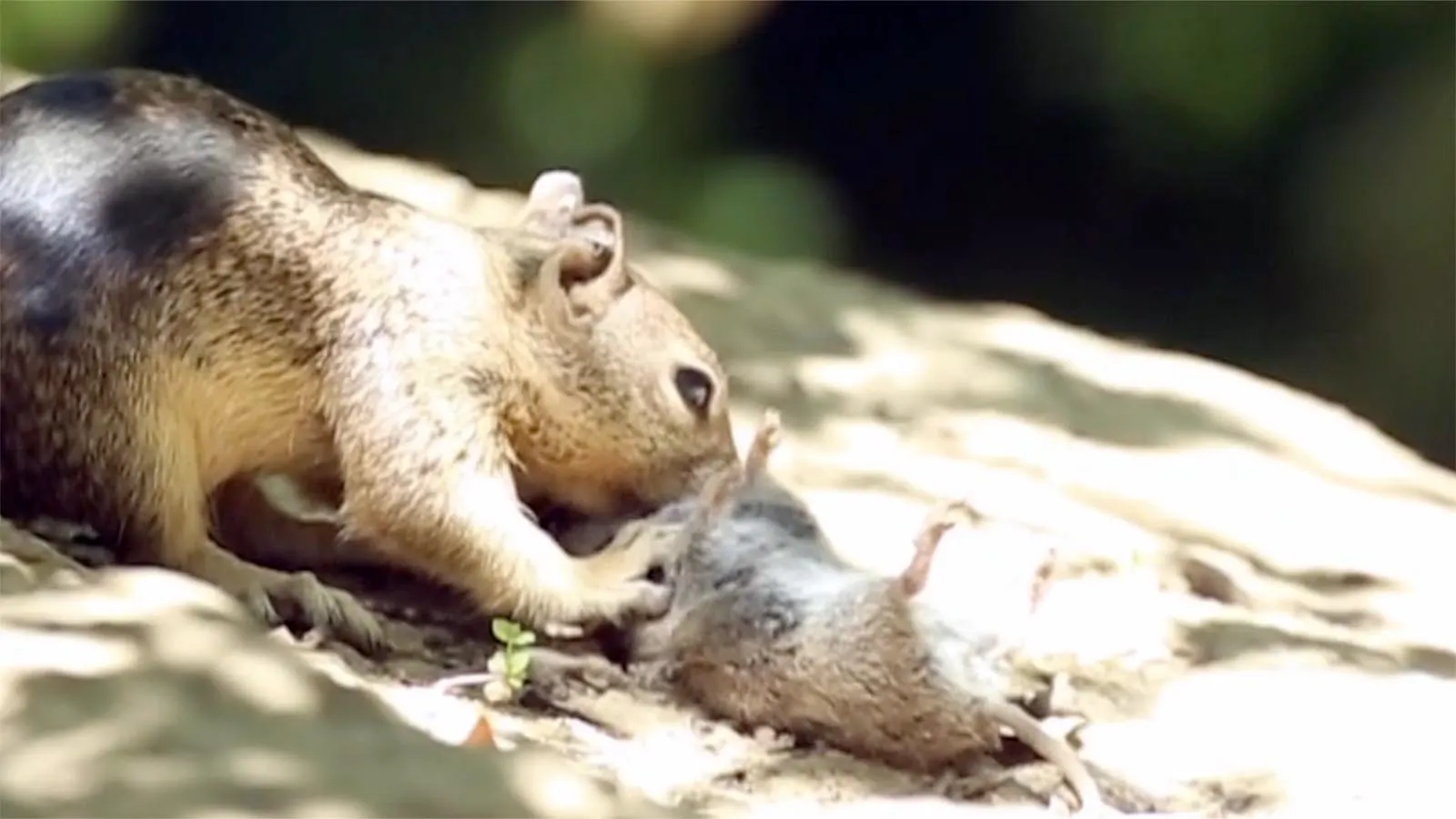Californians Freak Out Over Meat-Eating Squirrels, But They’ve Always ...