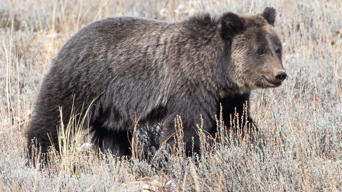 After Siblings Cannibalized, Grizzly 1063’s Last Cub Faces First Winter ...