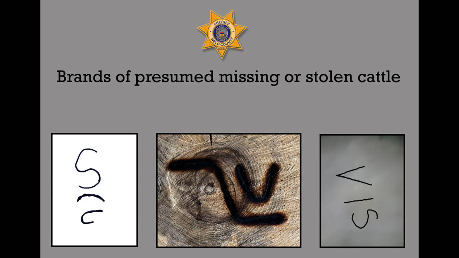 Mystery Deepens Over Missing Cattle In Northern Colorado | Cowboy State ...