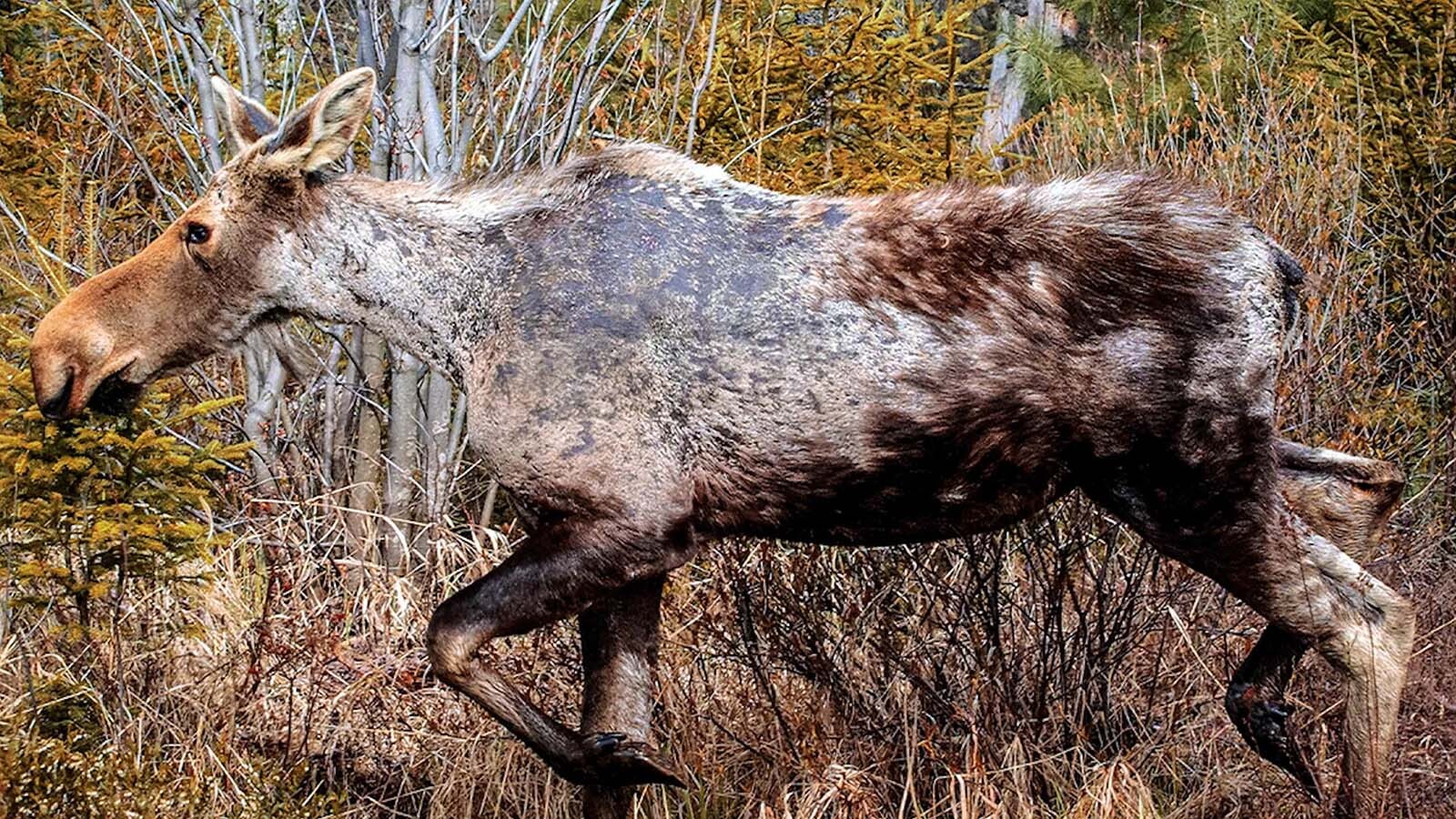 As Tough As Moose Are, Tens Of Thousands Of Ticks Can Bring Them Down ...