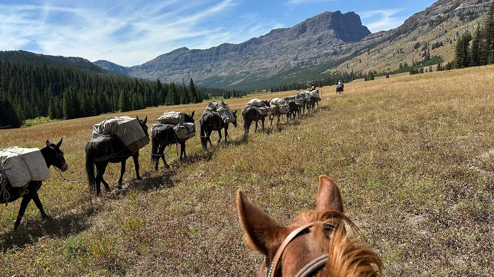 Yellowstone Guide Loves The Backcountry, Where His Mules Chase ...