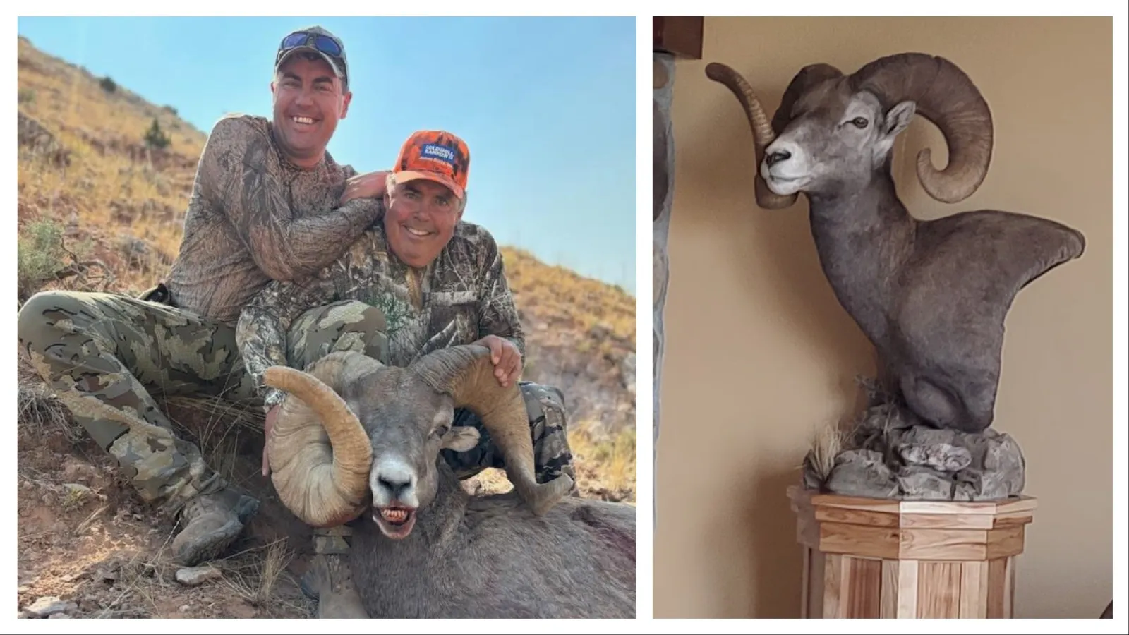 Wyoming Hunter Shoots Ram With Well-Known Horn Mutation In Famous Herd ...