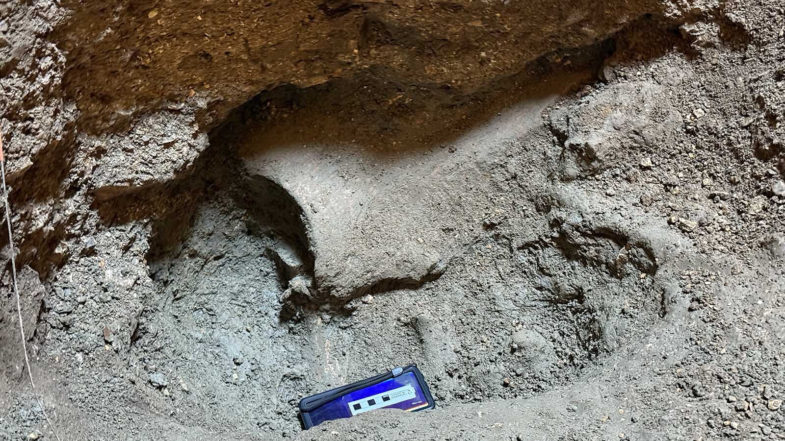 Massive, Near-Complete Mammoth Skeleton Discovered In Natural Trap Cave ...