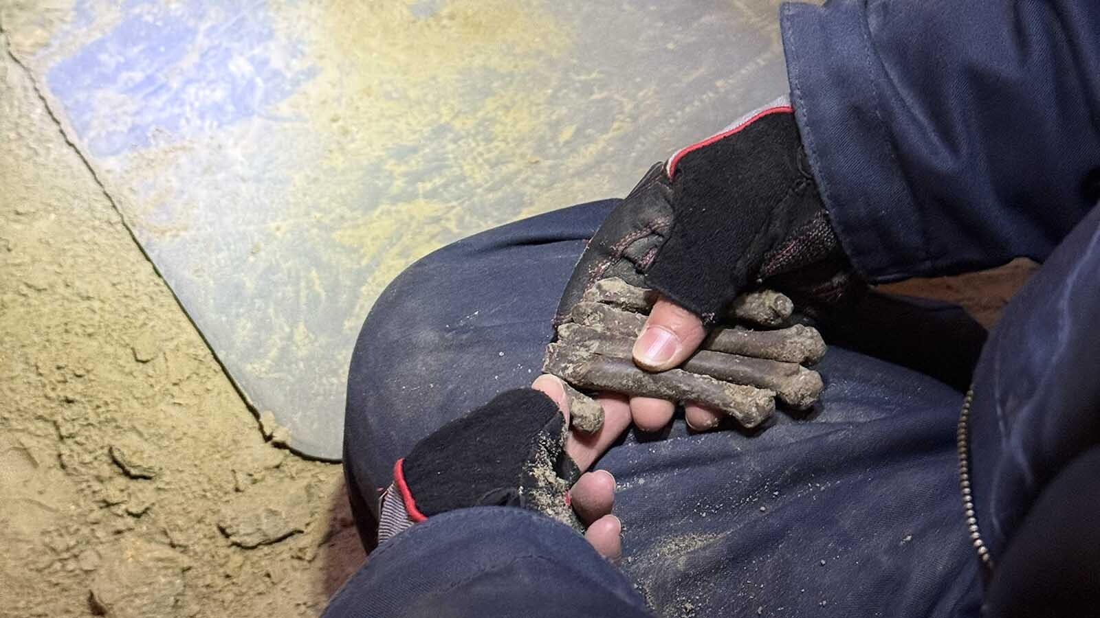 Massive, Near-Complete Mammoth Skeleton Discovered In Natural Trap Cave ...