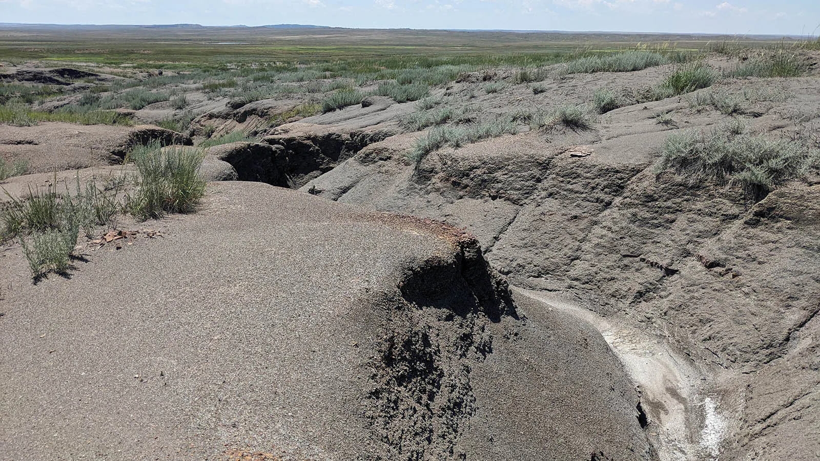 Wyoming's Loch Ness Monster Was A Short, Stumpy Sea Lizard From ...