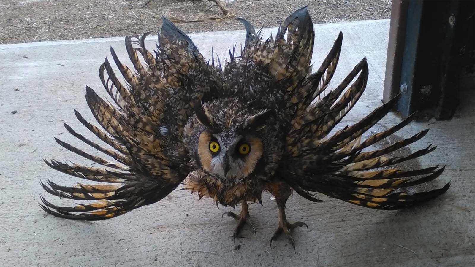 Poo-Poo Project Saves Wyoming Owls, Other Birds From Horrible Public ...