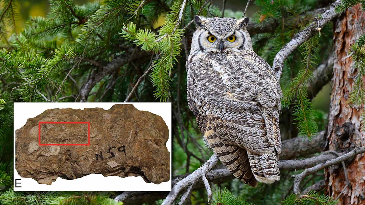 Why 54-Million-Year-Old Owl Vomit Found In Bighorn Basin Is A Big Deal ...
