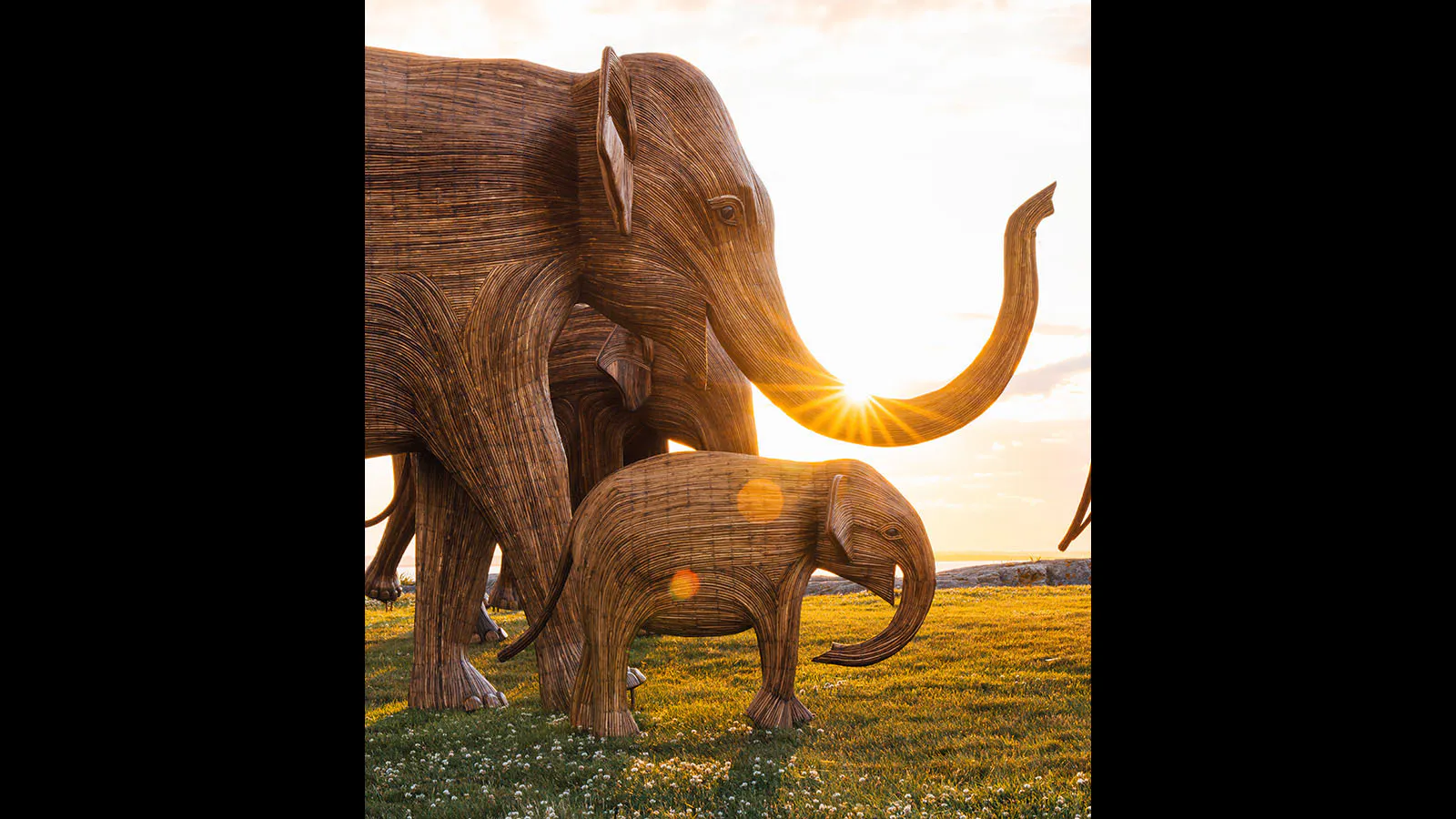 Herd Of 32 Life-Sized Elephants On Way For Month-Long Stay In Jackson ...