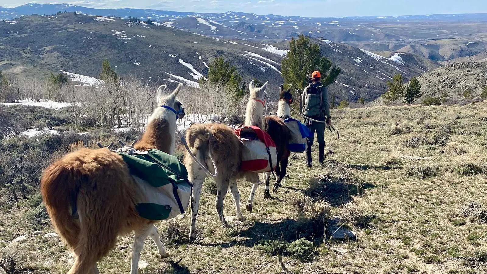 Llamas Save Hunters The Backbreaking Task Of Packing Elk Out Of Remote ...