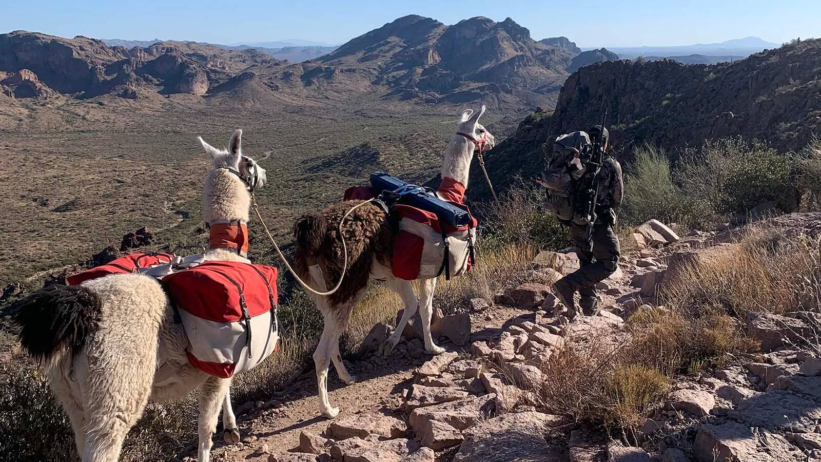 Llamas Save Hunters The Backbreaking Task Of Packing Elk Out Of Remote ...