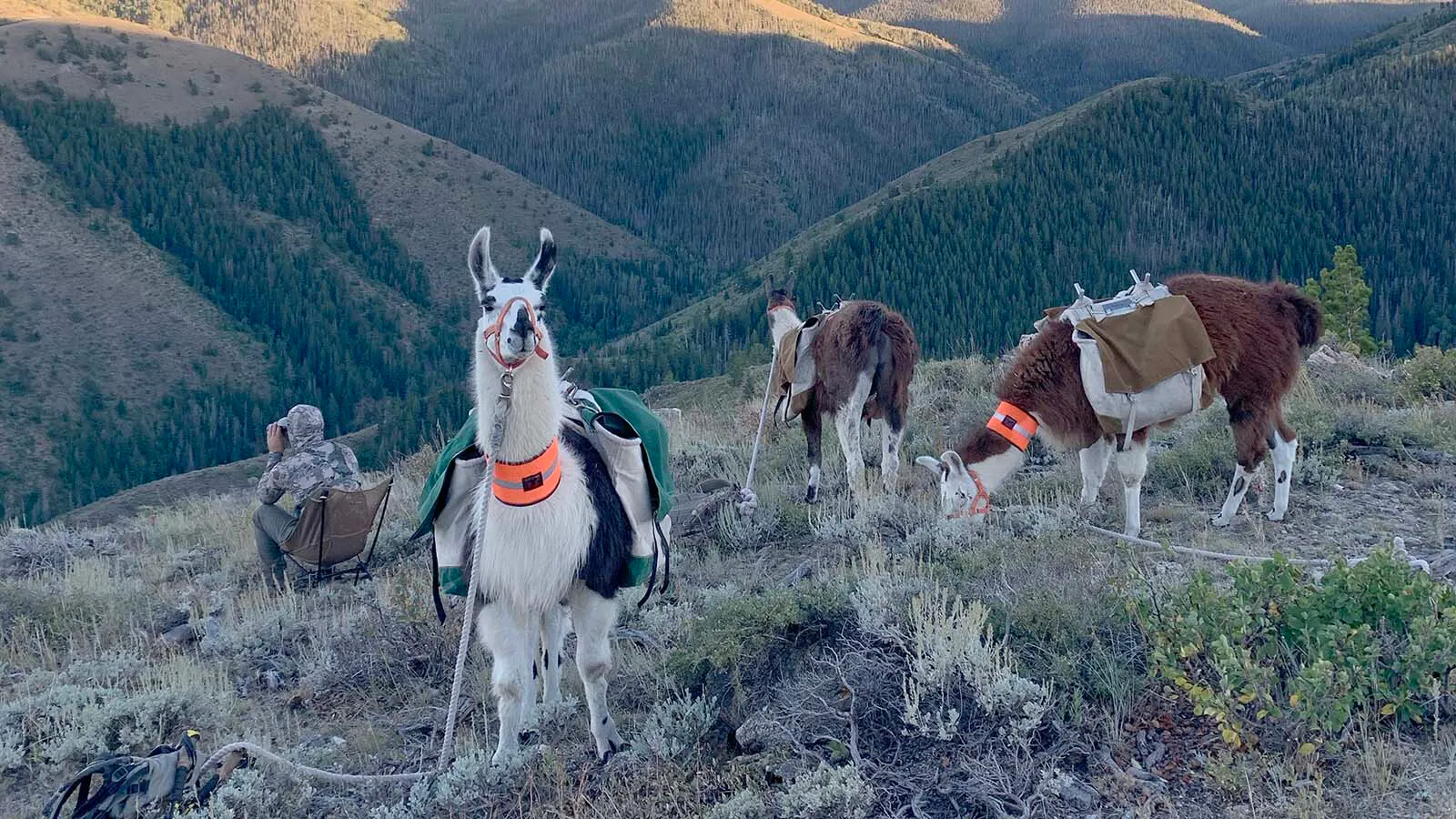 Llamas Save Hunters The Backbreaking Task Of Packing Elk Out Of Remote ...