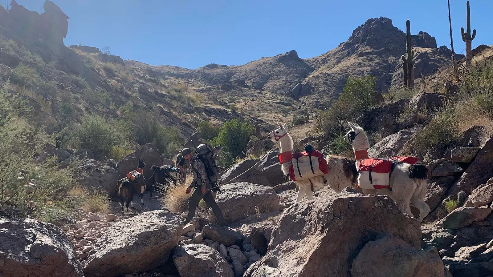 Llamas Save Hunters The Backbreaking Task Of Packing Elk Out Of Remote ...
