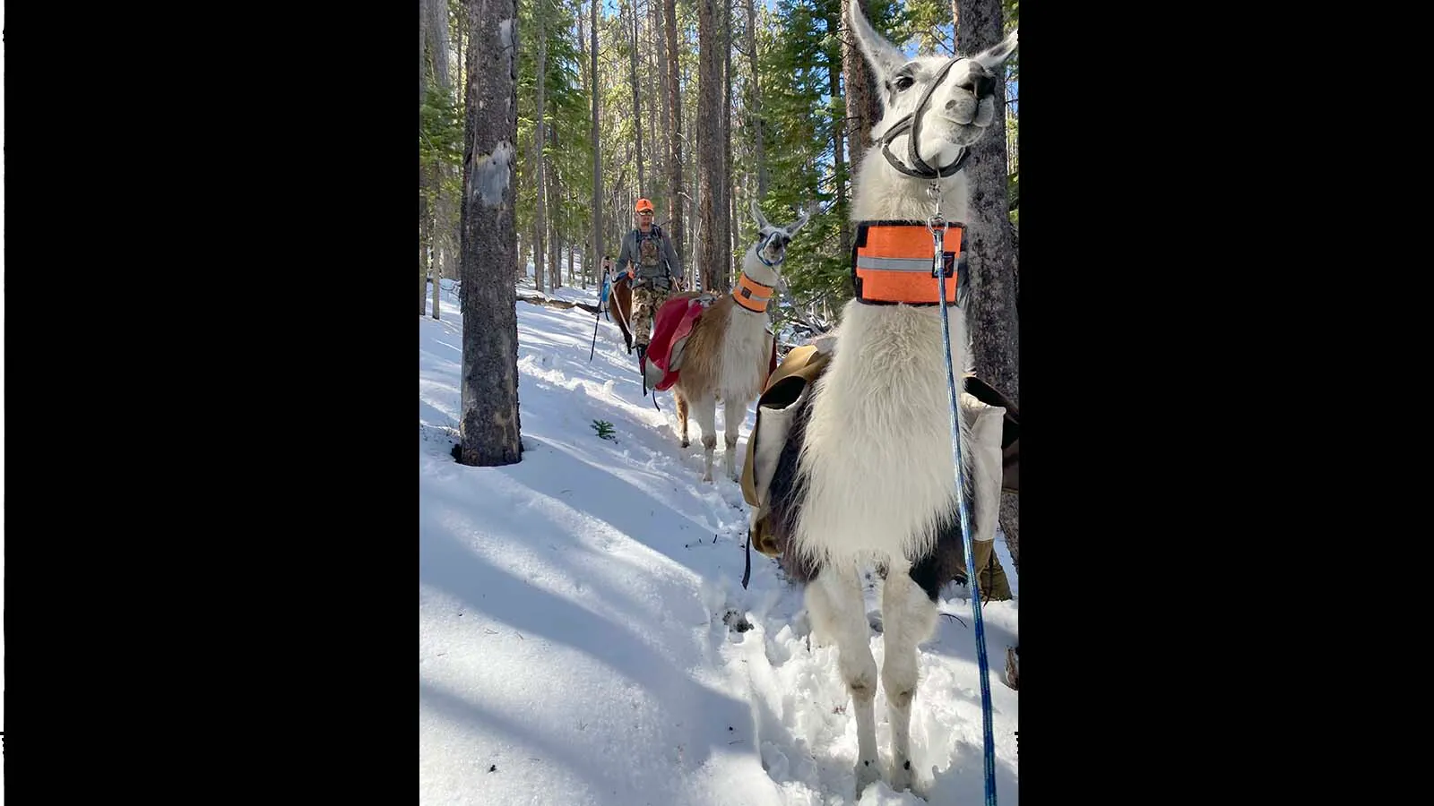 Llamas Save Hunters The Backbreaking Task Of Packing Elk Out Of Remote ...