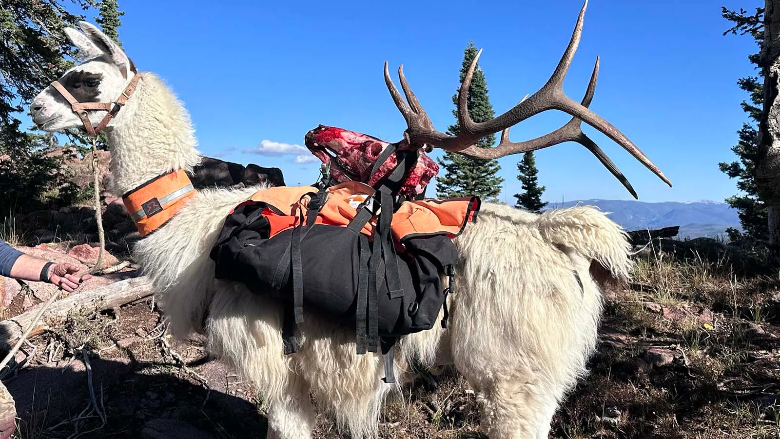 Llamas Save Hunters The Backbreaking Task Of Packing Elk Out Of Remote ...