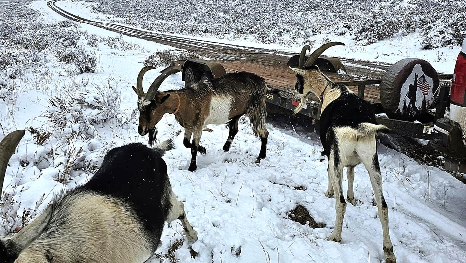 Raised From Kids, Wyoming Outfitter's Pack Goats ‘Are Like Puppy Dogs ...