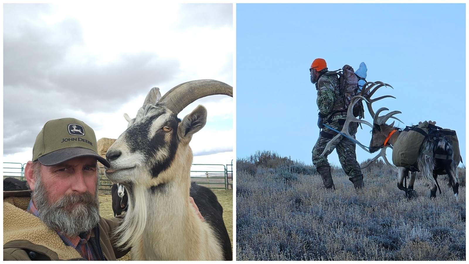 Raised From Kids, Wyoming Outfitter's Pack Goats ‘Are Like Puppy Dogs ...