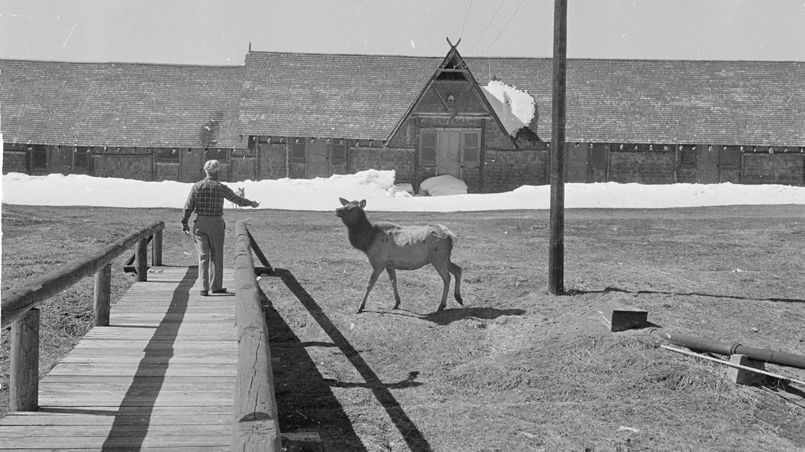 70 Years Ago, Old Faithful Caretaker Kept Elderly Elk And Coyote Alive ...