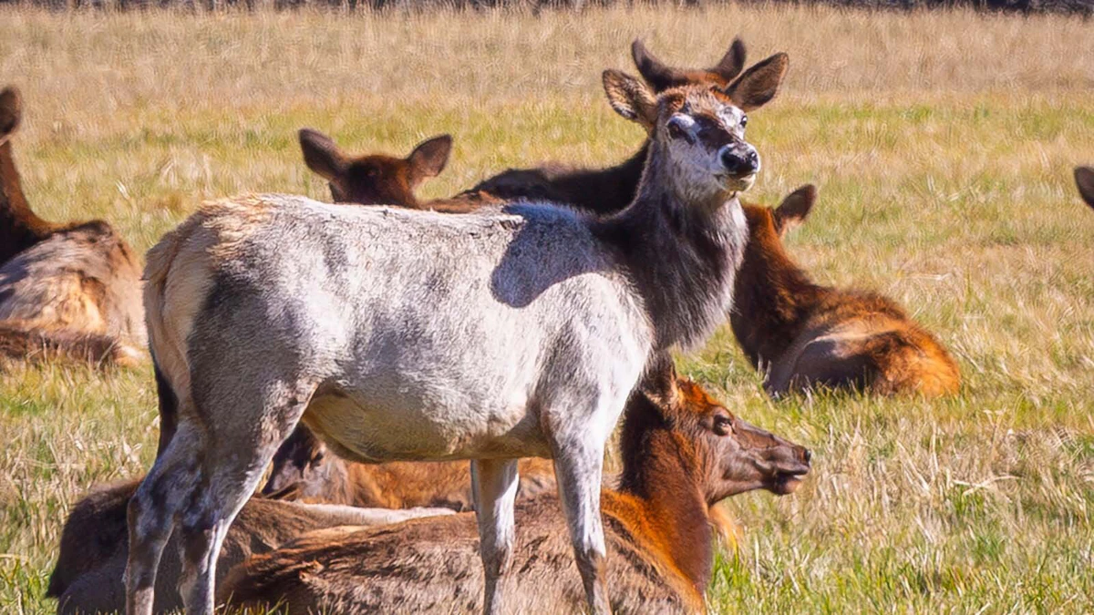 Rare 1-In-100,000 Piebald Cow Elk Spotted Near Cody | Cowboy State Daily