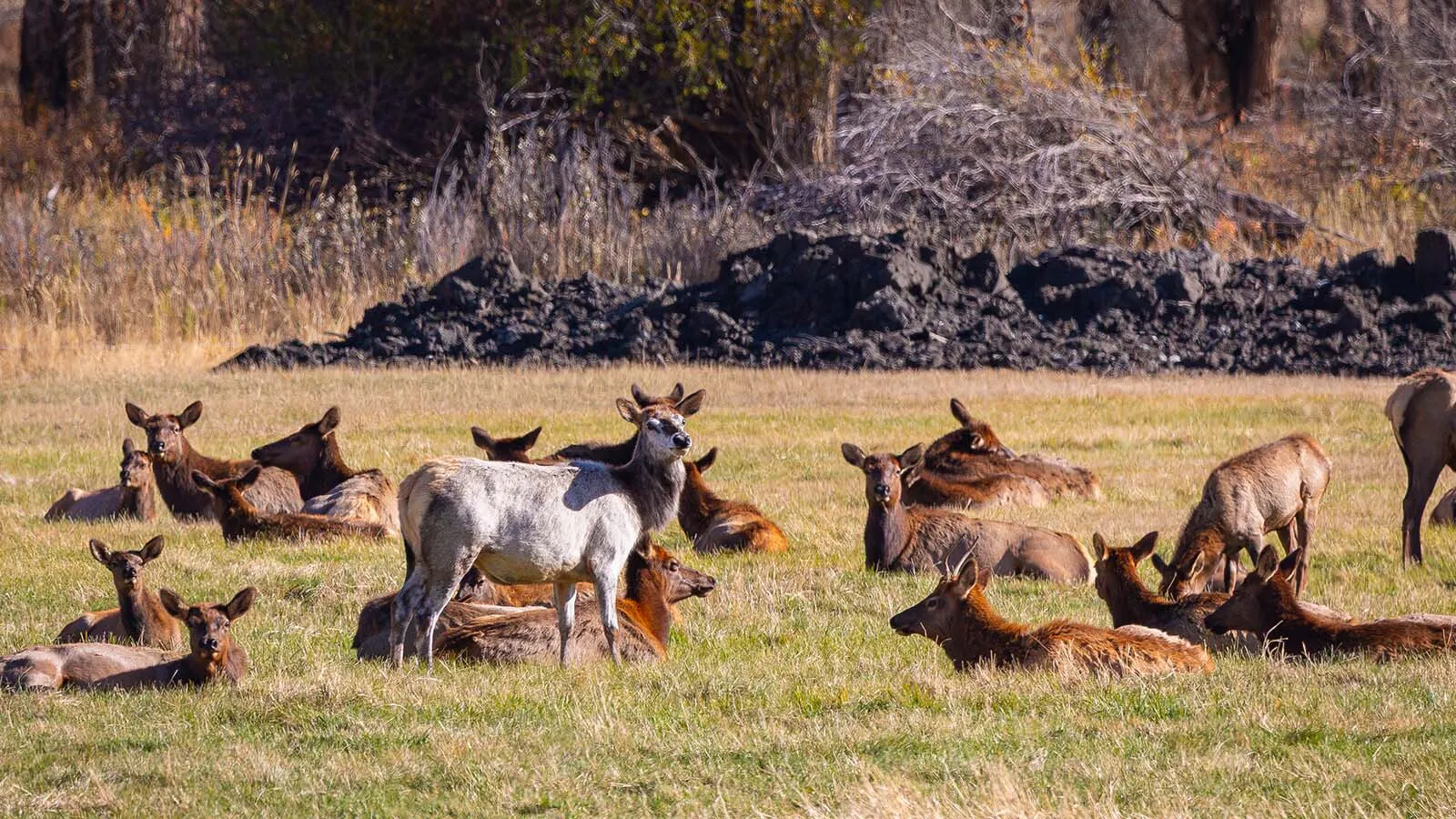 Rare 1-In-100,000 Piebald Cow Elk Spotted Near Cody | Cowboy State Daily