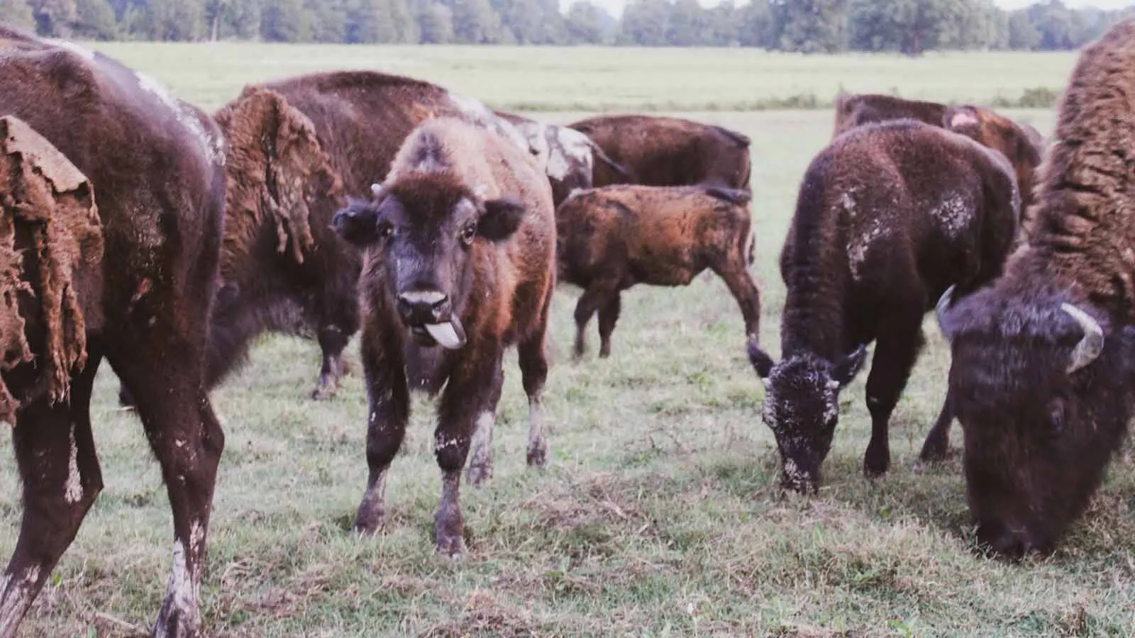 Oklahoma Bison Run Scared Of A 600-Pound Petting Zoo Pig | Cowboy State ...