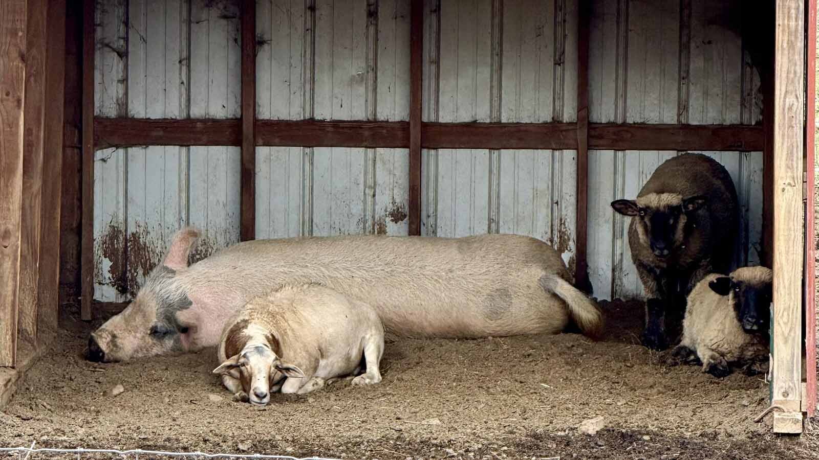 Oklahoma Bison Run Scared Of A 600-Pound Petting Zoo Pig | Cowboy State ...