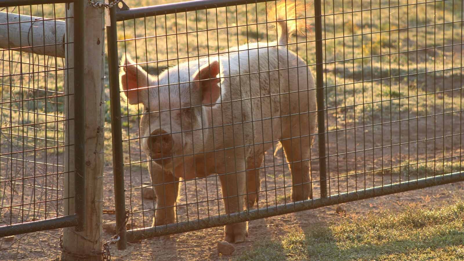 Oklahoma Bison Run Scared Of A 600-Pound Petting Zoo Pig | Cowboy State ...