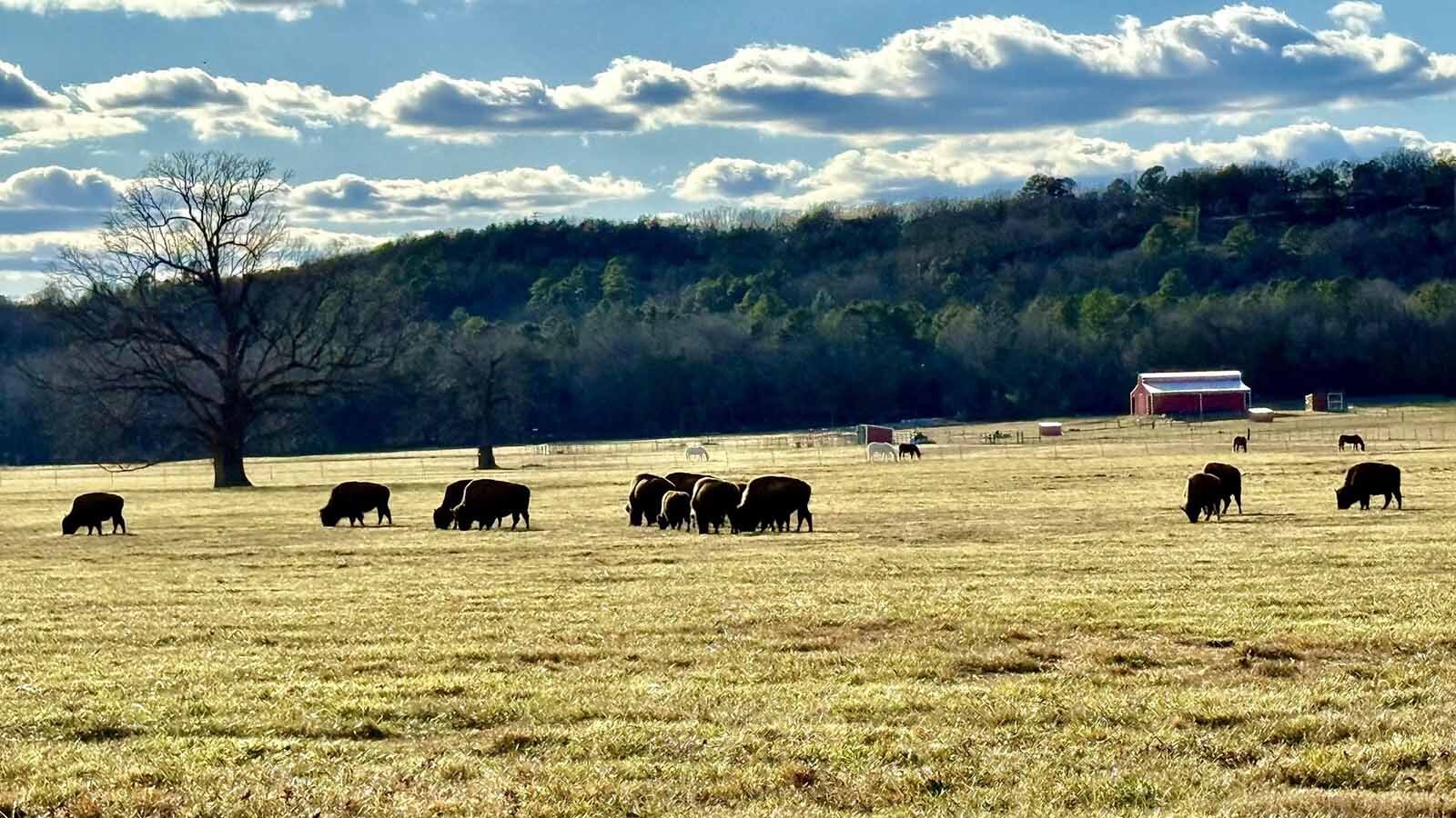 Oklahoma Bison Run Scared Of A 600-Pound Petting Zoo Pig | Cowboy State ...