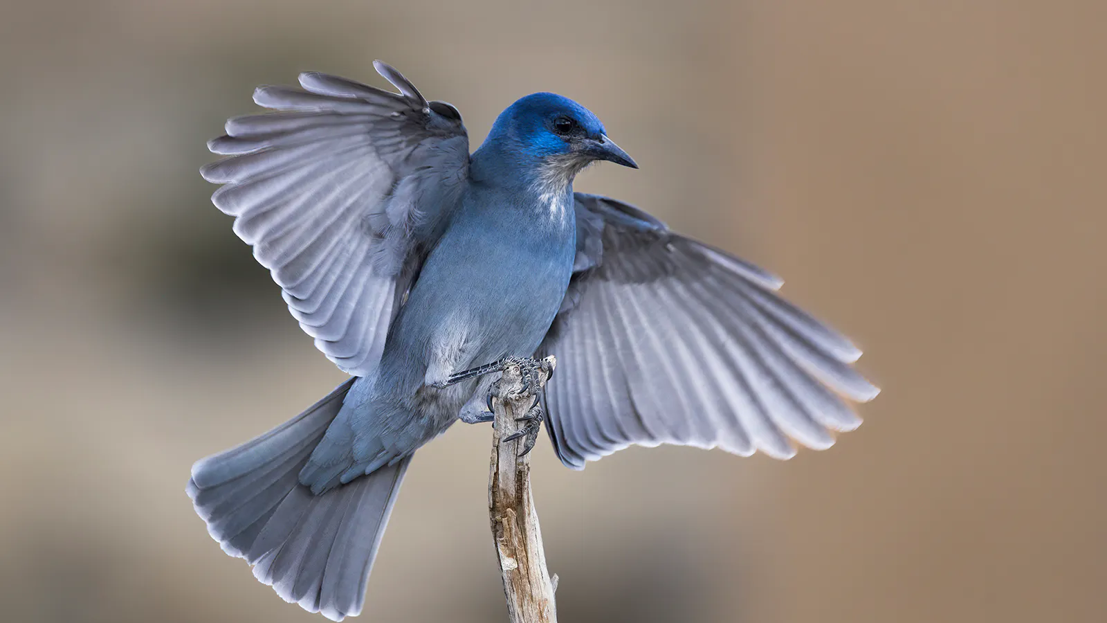 Wyoming Works To Save Rapidly Vanishing Pinyon Jay That’s Down 80% ...