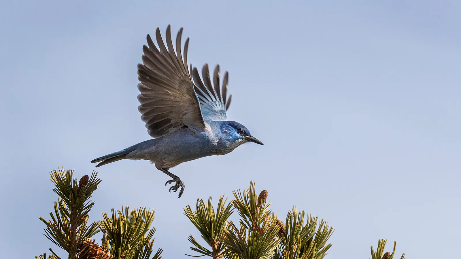 Wyoming Works To Save Rapidly Vanishing Pinyon Jay That’s Down 80% ...