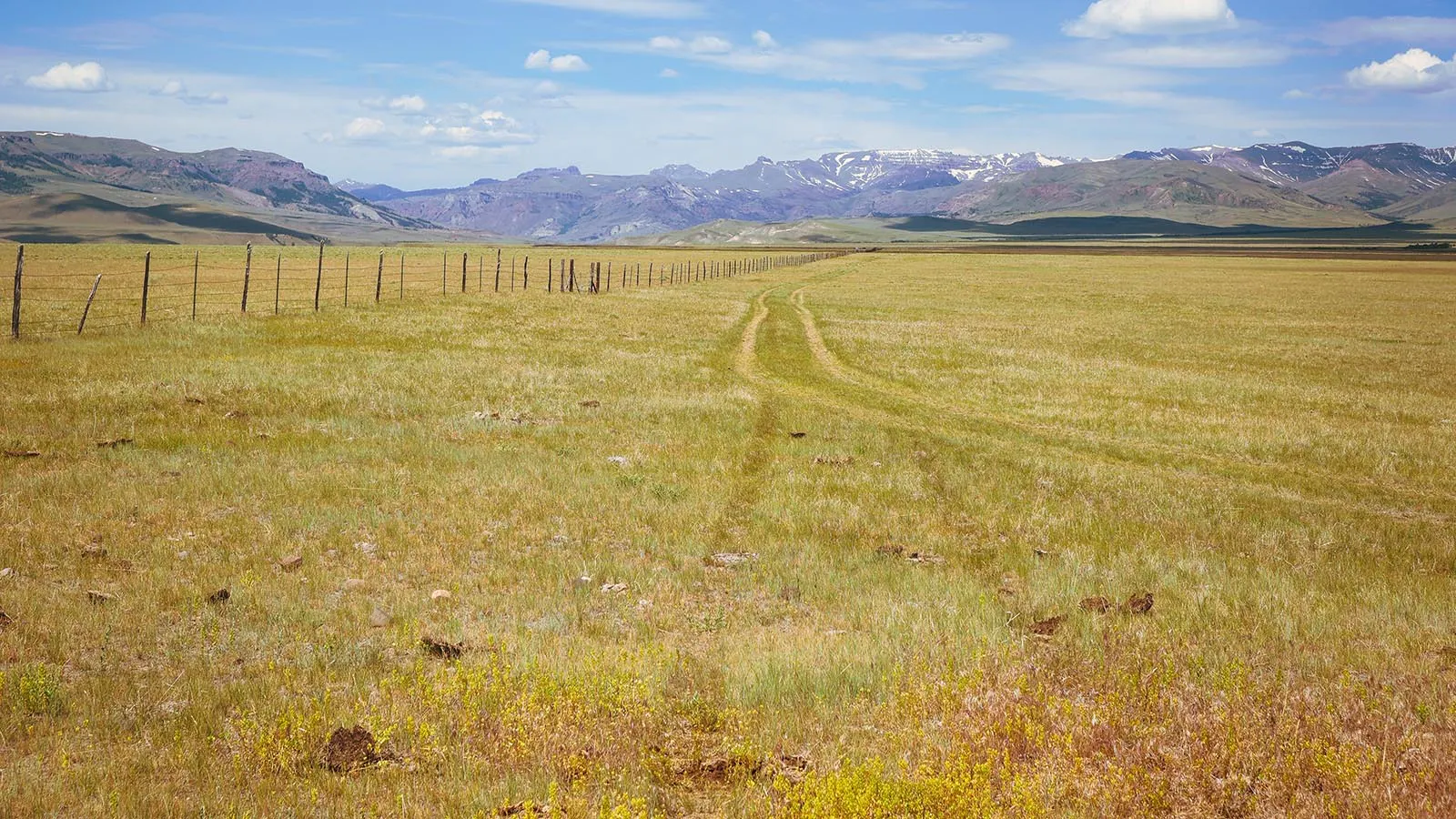 Virtual Fences And Smart Collars Could Revive Wyoming’s Wild West Era ...