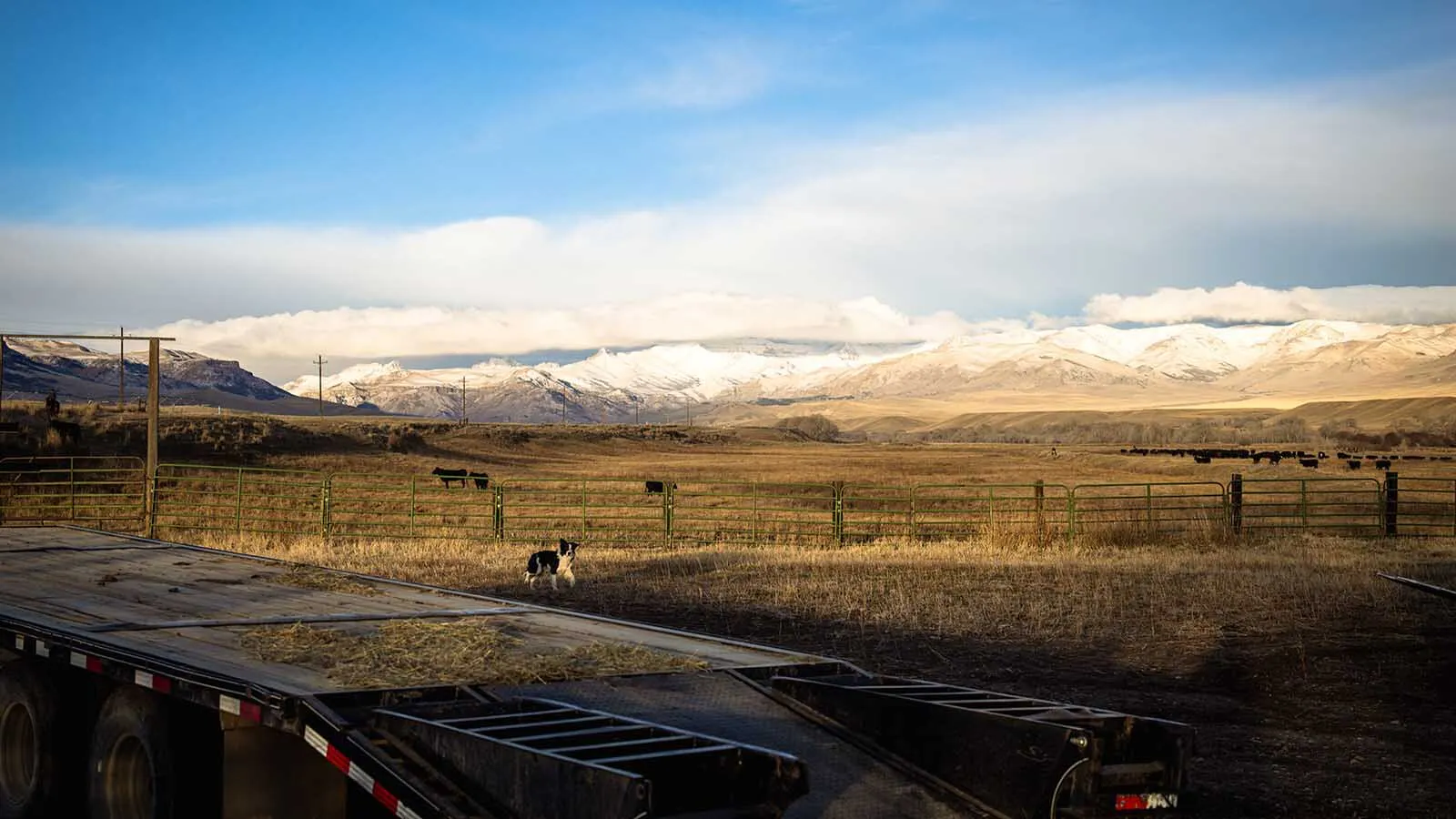 Virtual Fences And Smart Collars Could Revive Wyoming’s Wild West Era ...