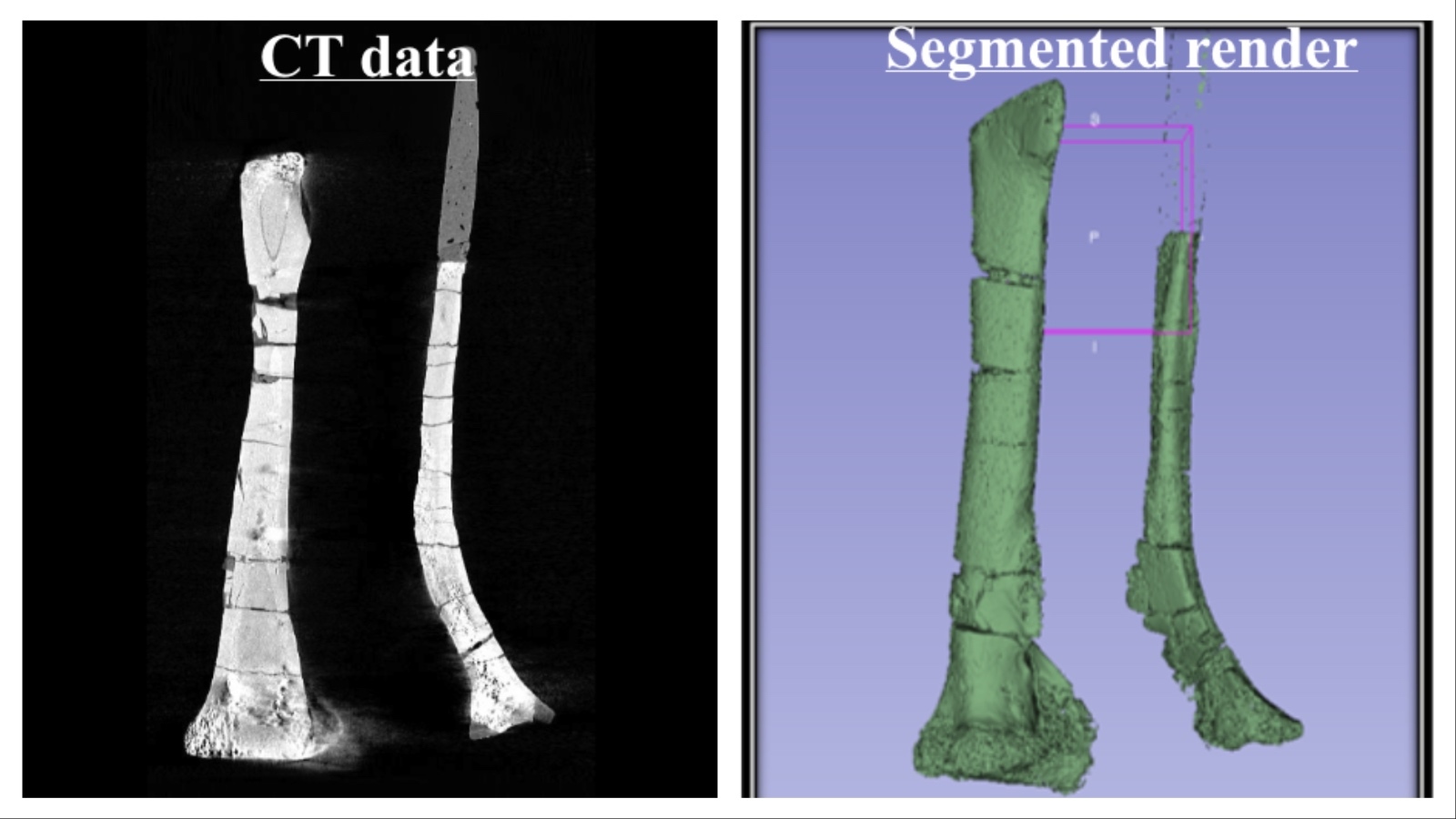 UW Project Rediscovers A Massive Meat-Eating Dinosaur Under 100-Year ...