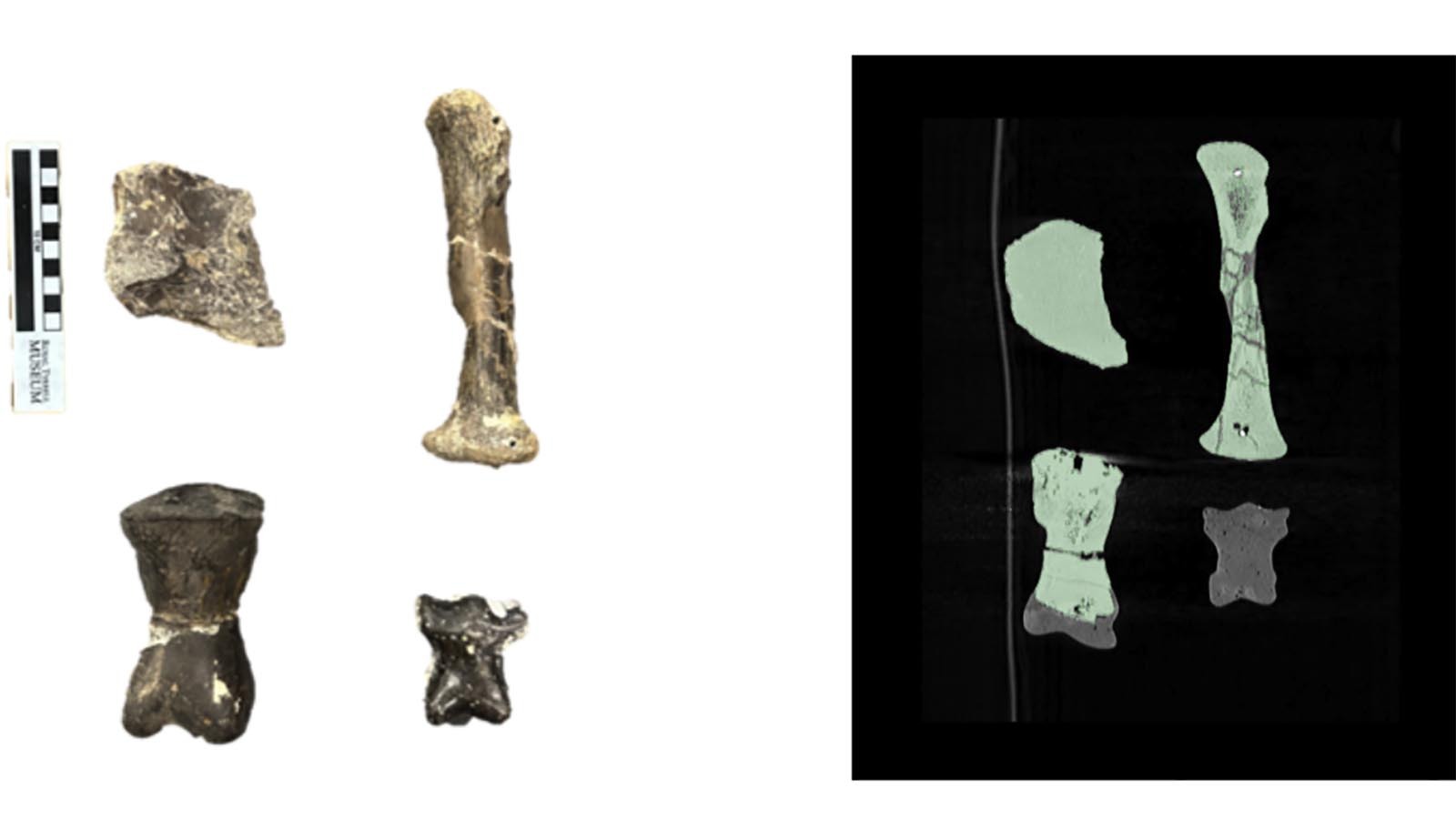 UW Project Rediscovers A Massive Meat-Eating Dinosaur Under 100-Year ...